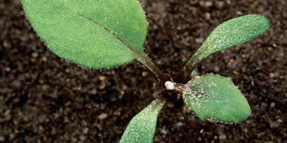 Мать-и-мачеха / Podbal