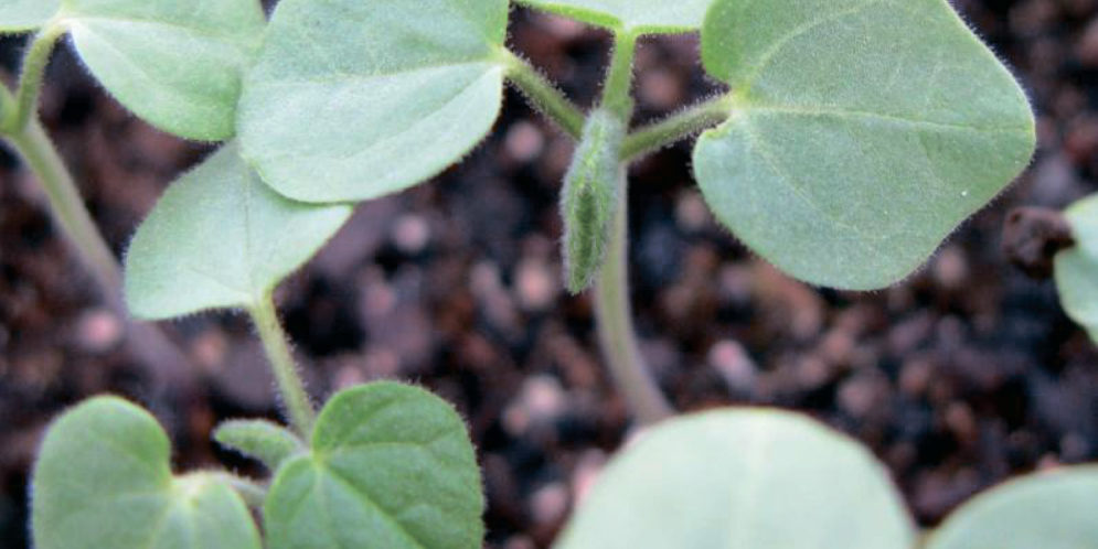 Канатник Теофраста / Teişor