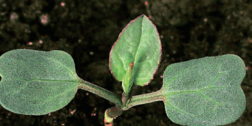 Вьюнок полевой / Volbură