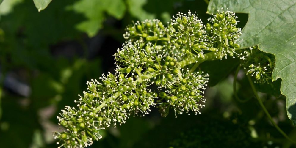 Tratamente la vița de vie înainte de înflorit